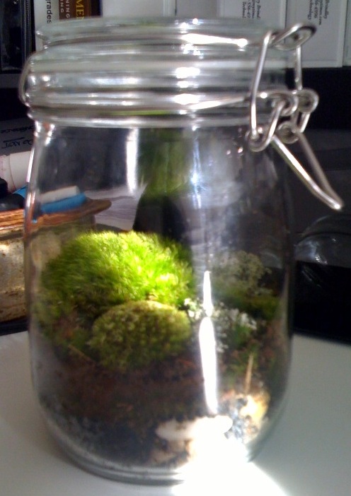 How to make your own terrarium – A tang of science